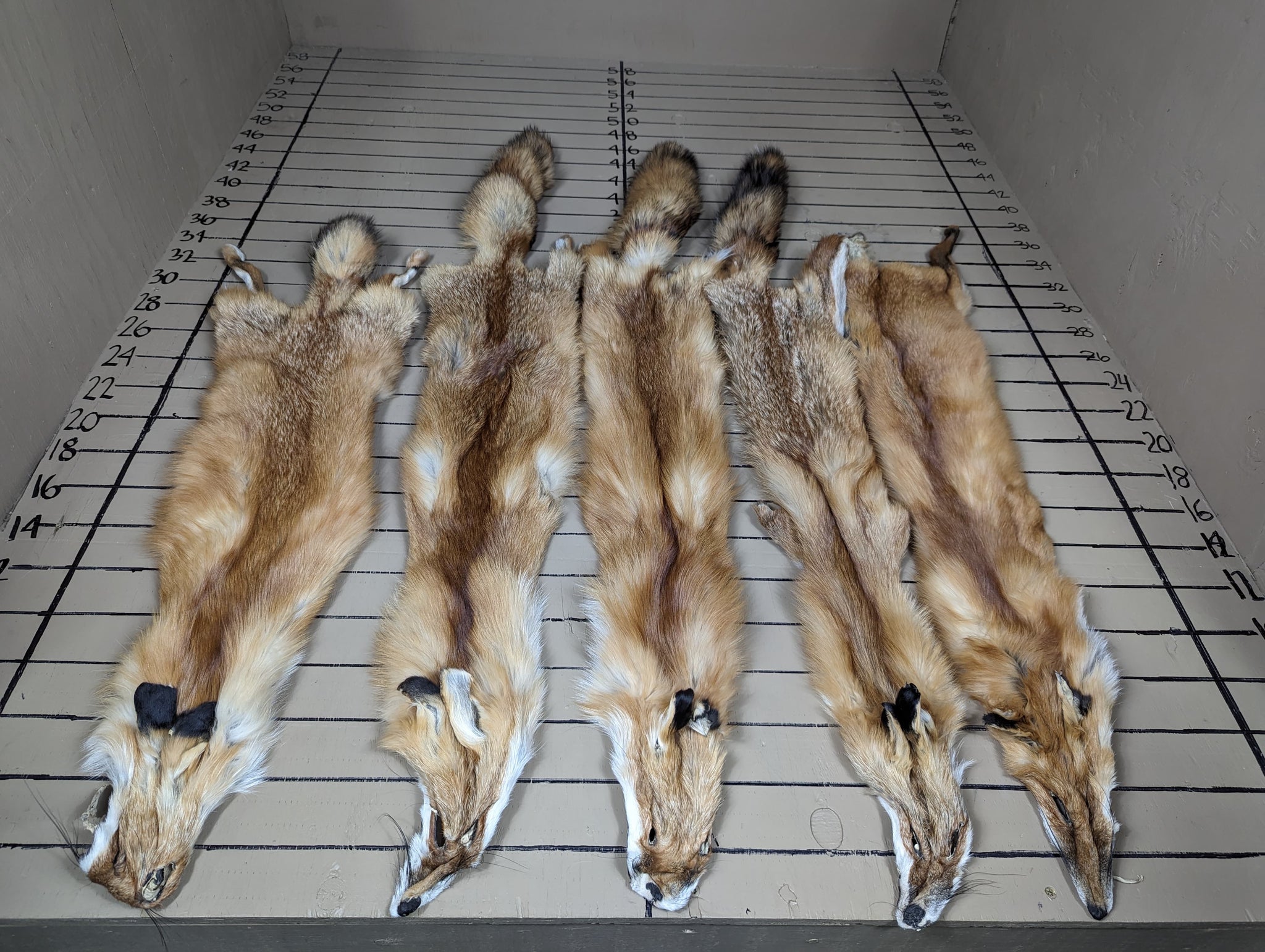 Eastern Red Fox Pelt #3 Quality – Prime Winter Fur | Craft & Project G