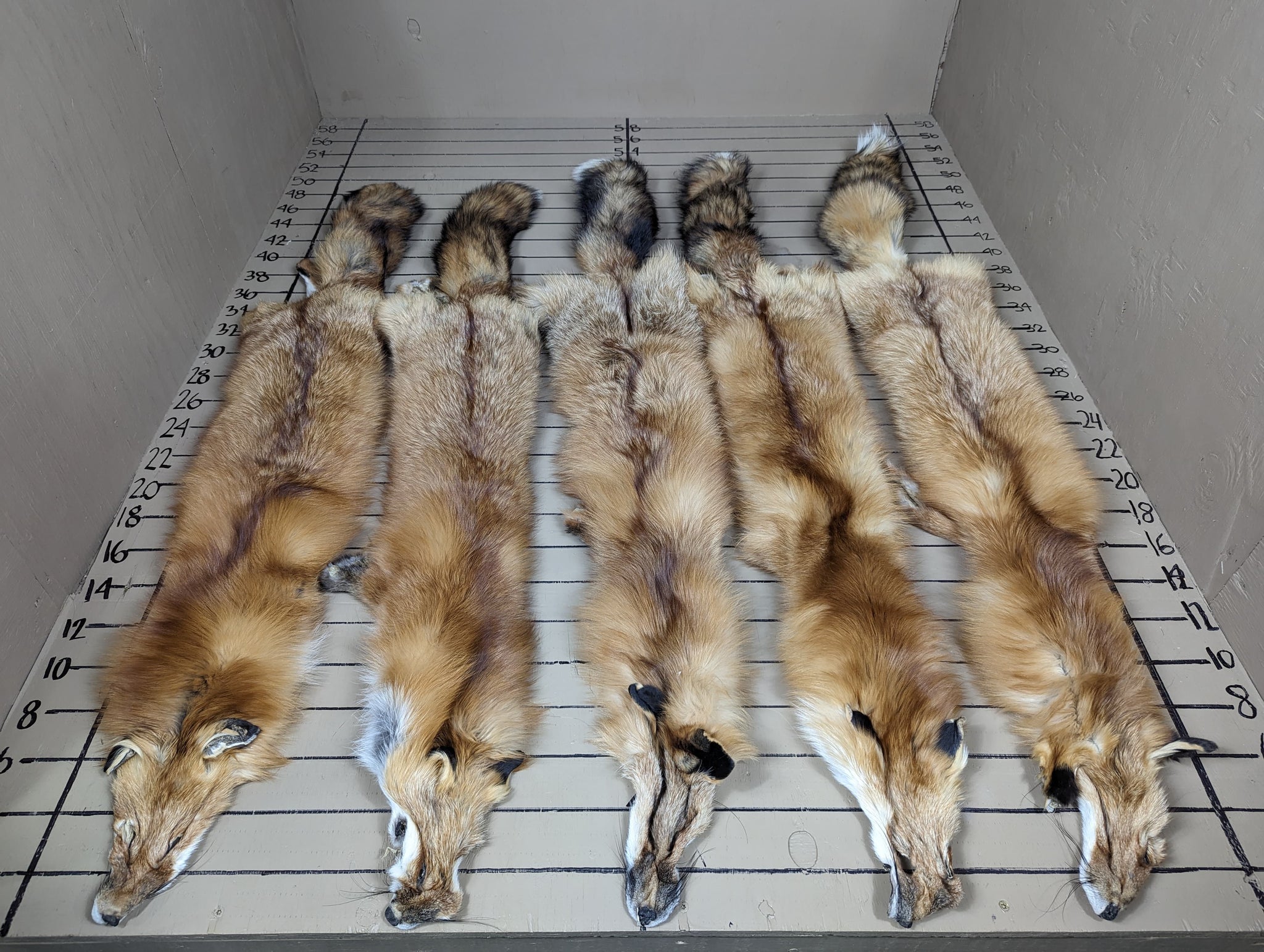 Northeast Red Fox Pelt #1 Quality – Prime Winter Fur | Thick, Silky