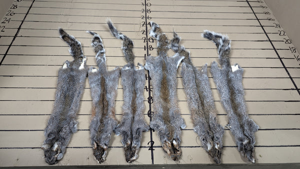 #1 Grade Grey Squirrel Pelts | Prime Natural Fur for Crafts, Fly Tying